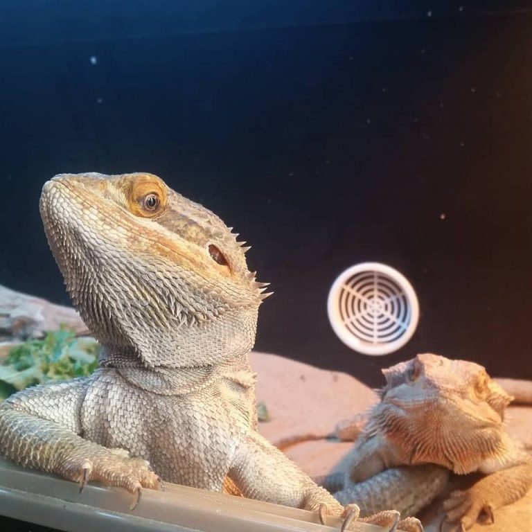 Animals|Bert's Amazing Creatures
