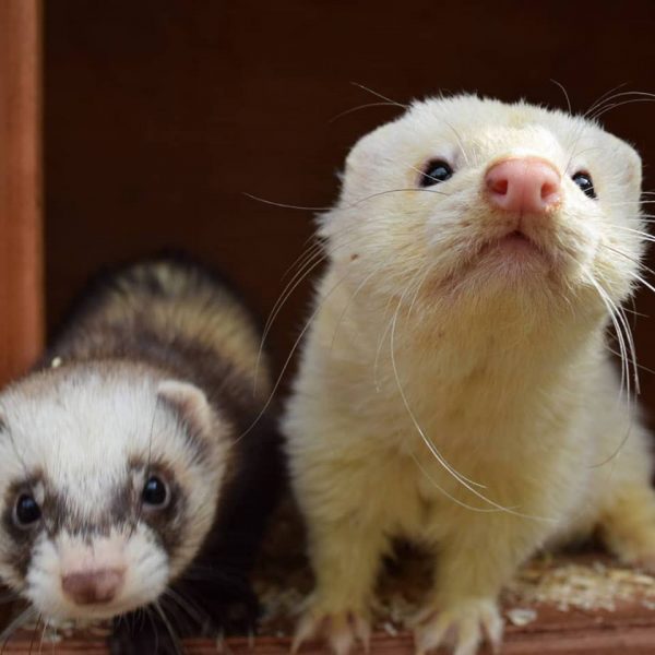 Animals|Bert's Amazing Creatures