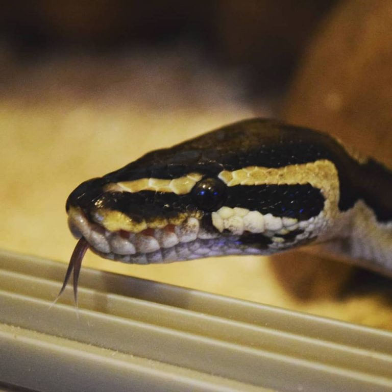 Animals|Bert's Amazing Creatures