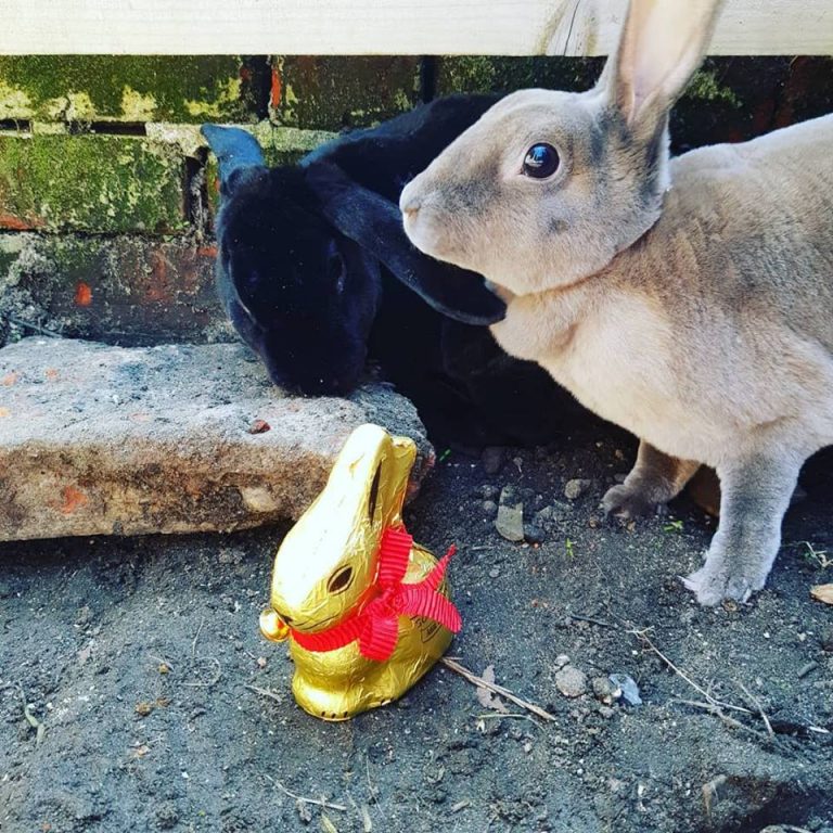 Animals|Bert's Amazing Creatures